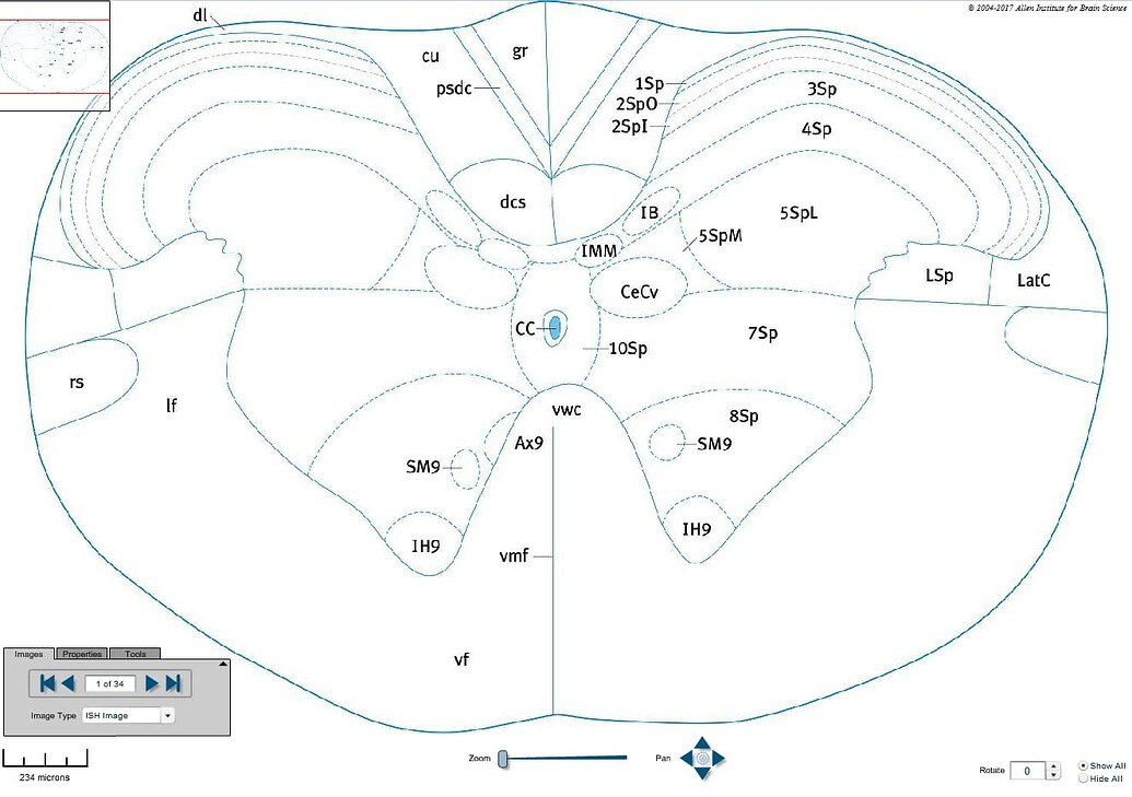 Mouse Spinal Cord Reference Atlases - Reference Atlases - Allen Brain ...