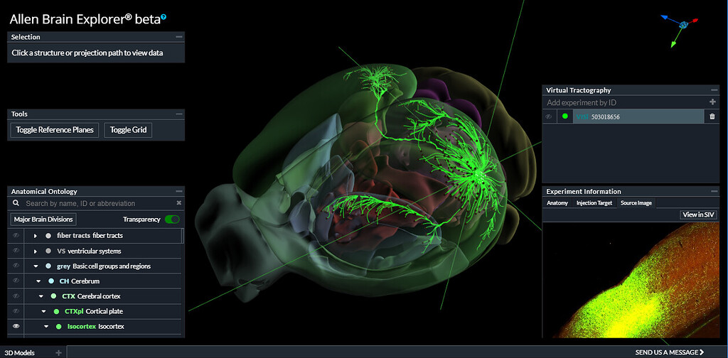 Allen Brain Explorer (Beta) User Guide - Allen Brain Explorer - Allen Brain Map Community Forum