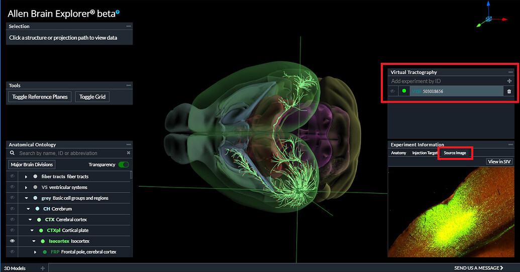 Allen Brain Explorer (Beta) User Guide - Allen Brain Explorer - Allen Brain Map Community Forum