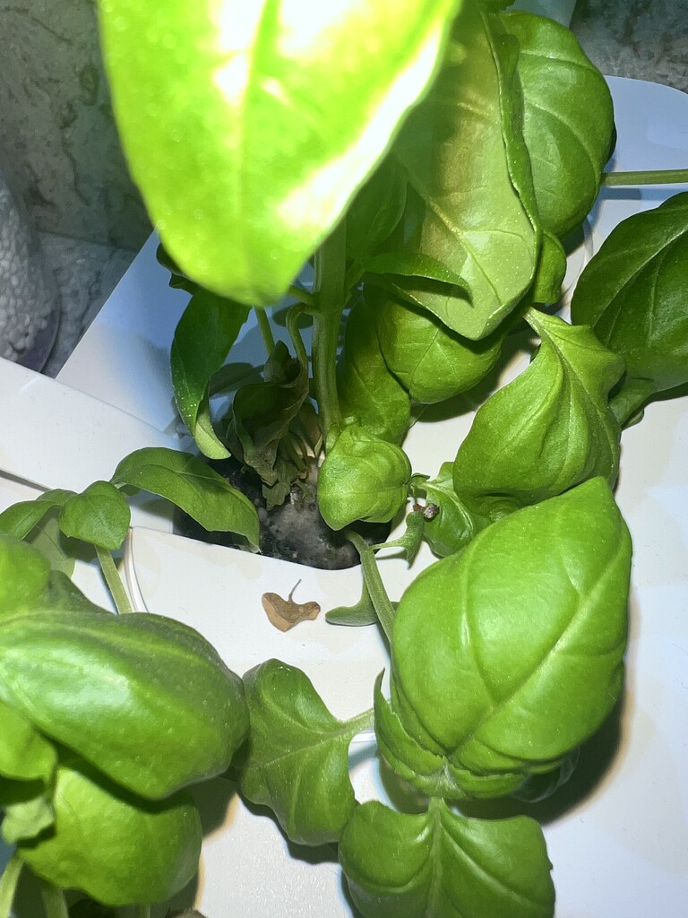 Mold at base of Basil plant? - Plants and care - Click & Grow Ask a ...