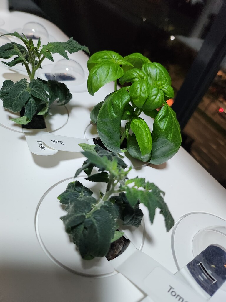 Mini tomato leaves folding inward - Plants and care - Click & Grow Ask ...