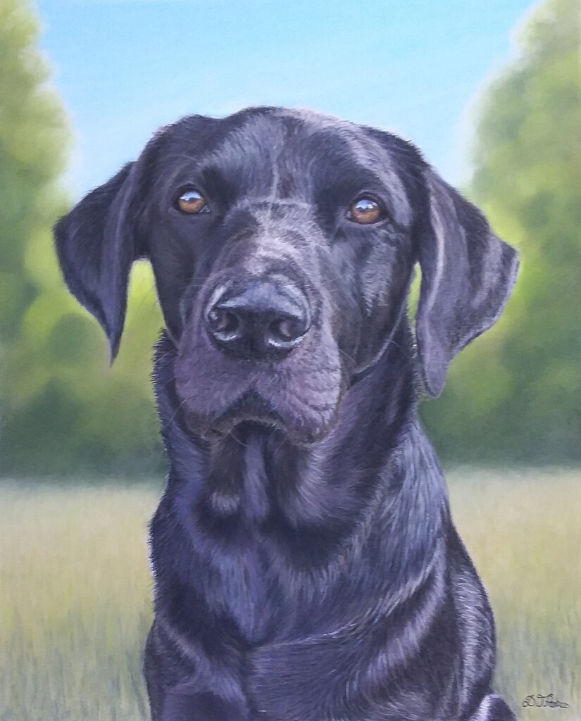 Ollie, Black labrador - Share Your Art - The Artist's Community by The ...