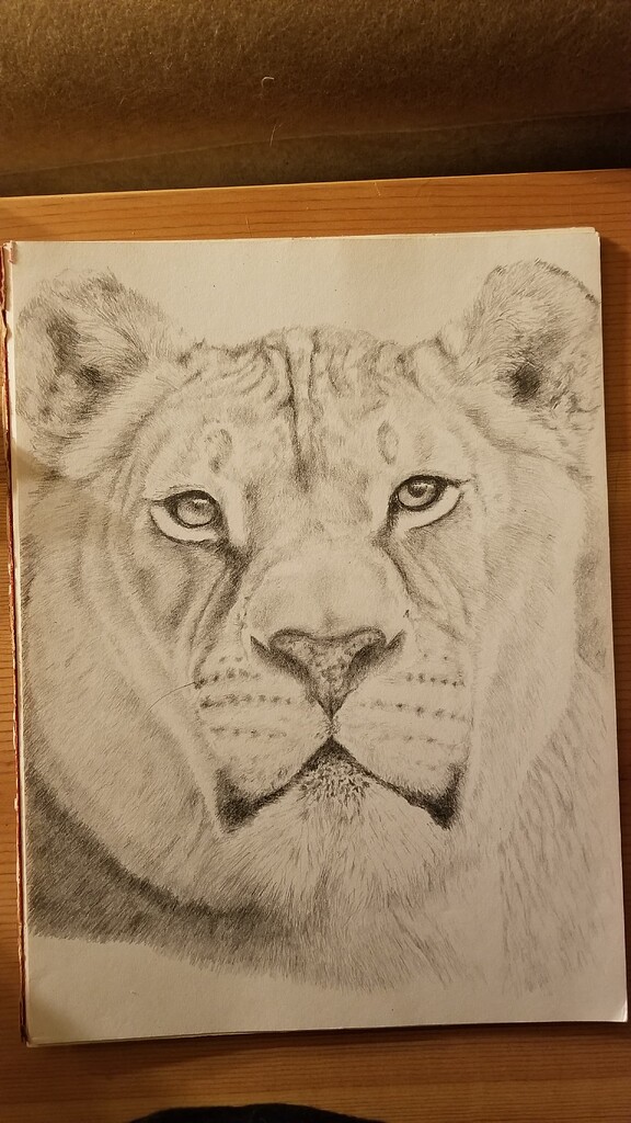 Chobe the Lioness - pencil drawing - Share Your Art - The Artist's ...
