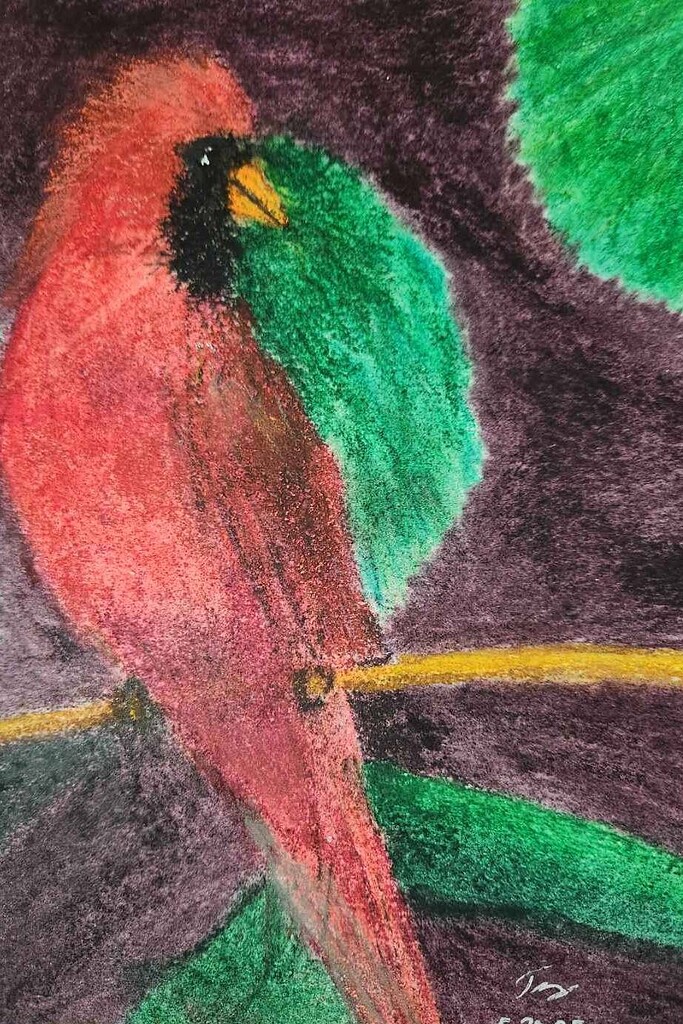 Cardinal in pastel on watercolor paper - The Artist's Community by The ...