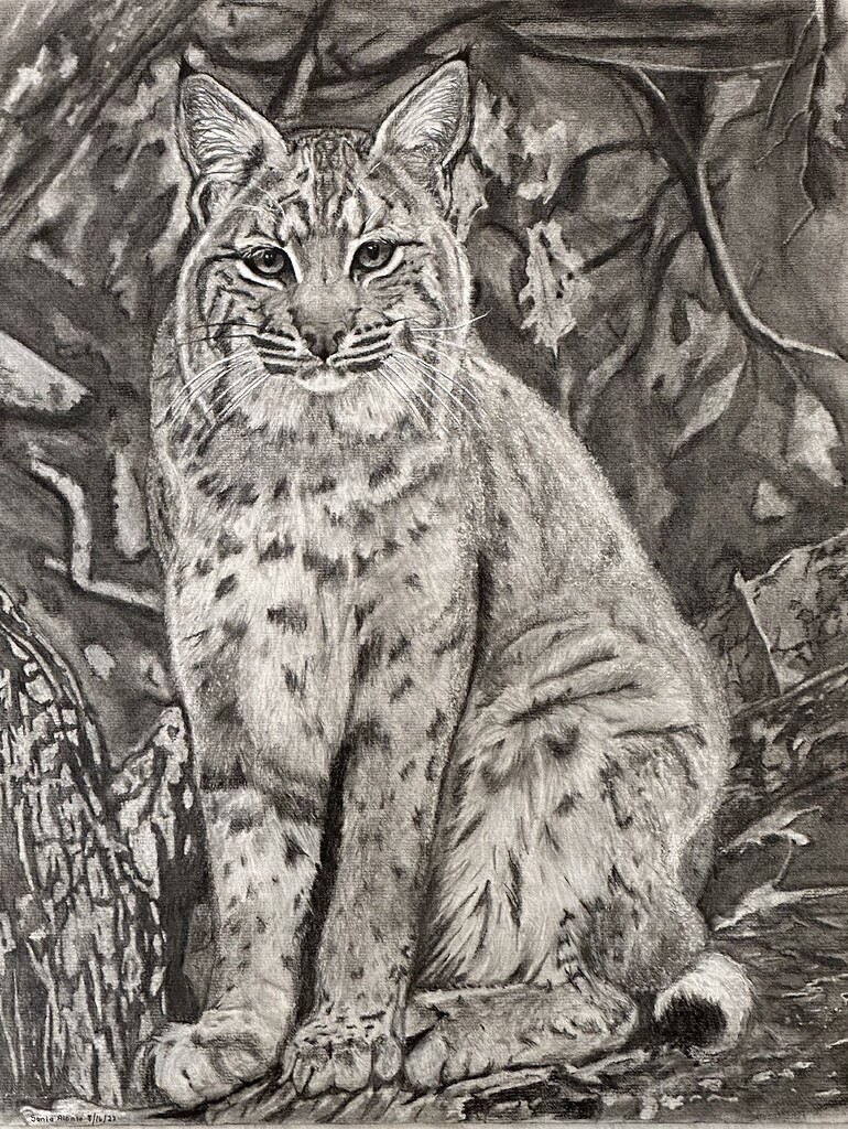 Bobcat - Rendering - Share Your Art - The Artist's Community by The ...