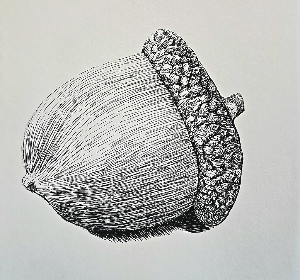Acorn - Subjects with Pen and Ink - Share Your Art - The Artist's ...