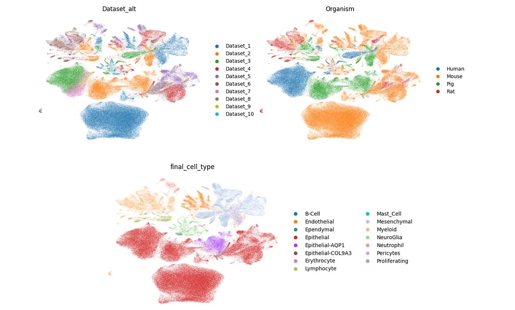 Shared cell types not mixing when integrating datasets from different species - scvi-tools - scverse